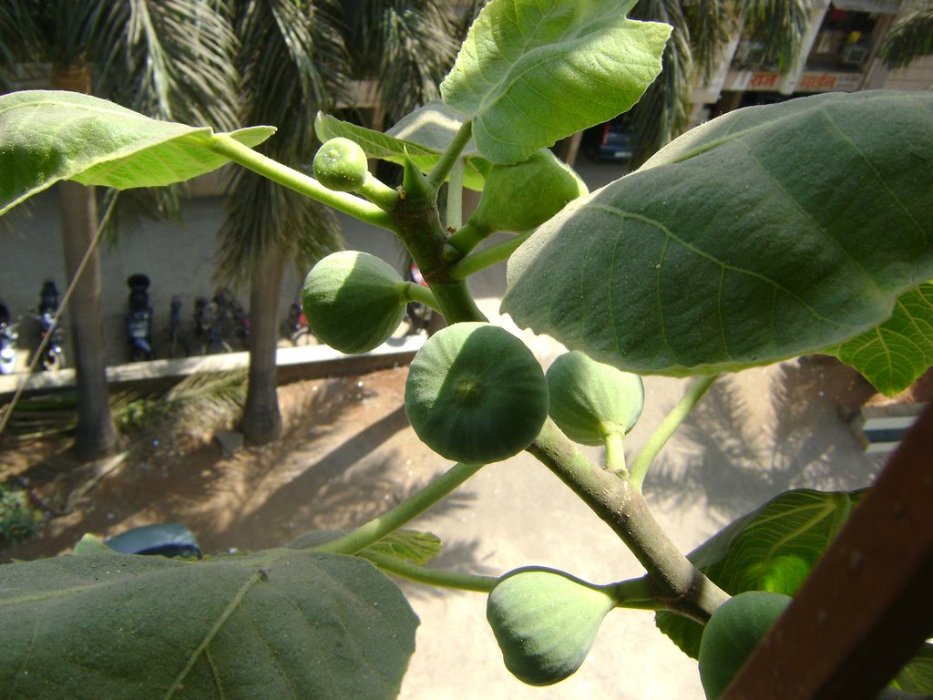 Things New and Old: Cut down the barren fig tree!