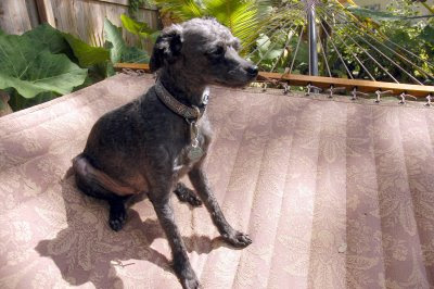 Furry Interlude: Our Pinny-poo | Saurly Yours