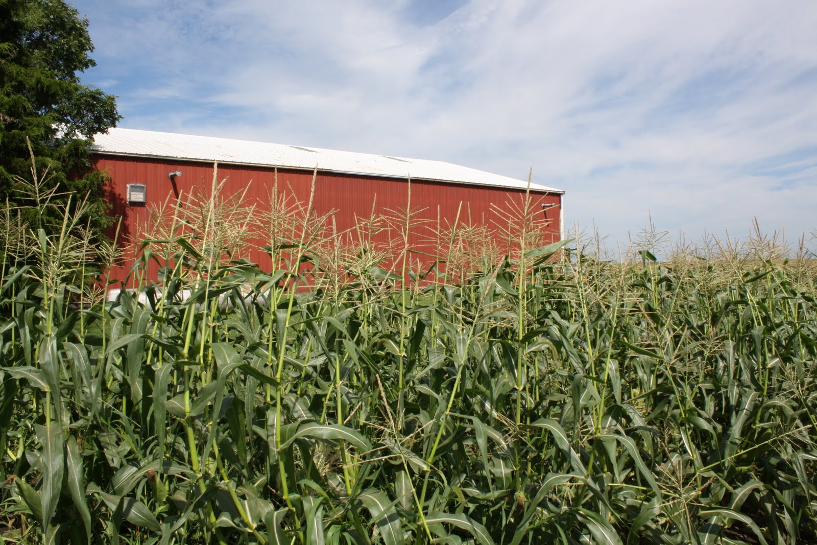 Corn Corps: FARMING 101: PICKING SWEET CORN