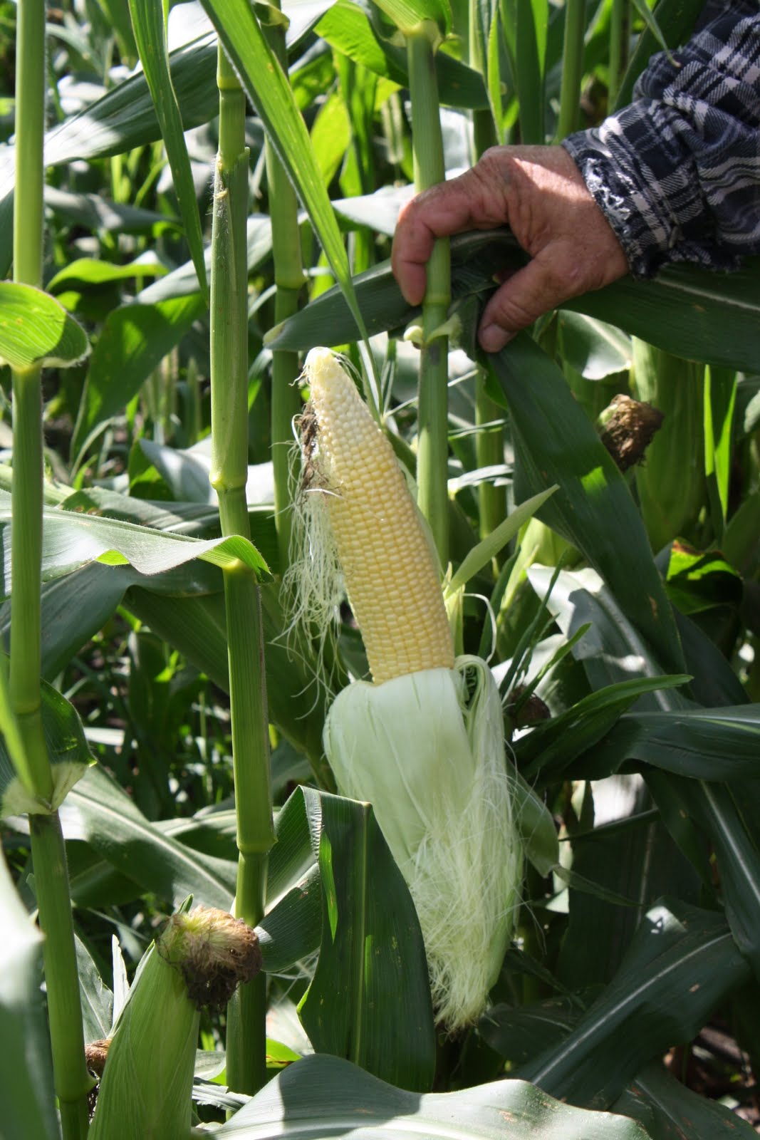 Corn Corps: FARMING 101: PICKING SWEET CORN