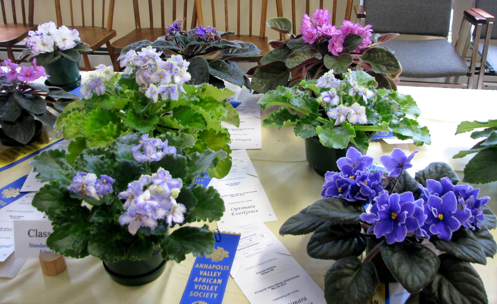 Ask Rosie Beaucoup: Annapolis Valley African Violet Society
