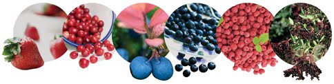 Maqui Berry Philippines | Maqui Berry Juice | Patagonian Maqui Juice