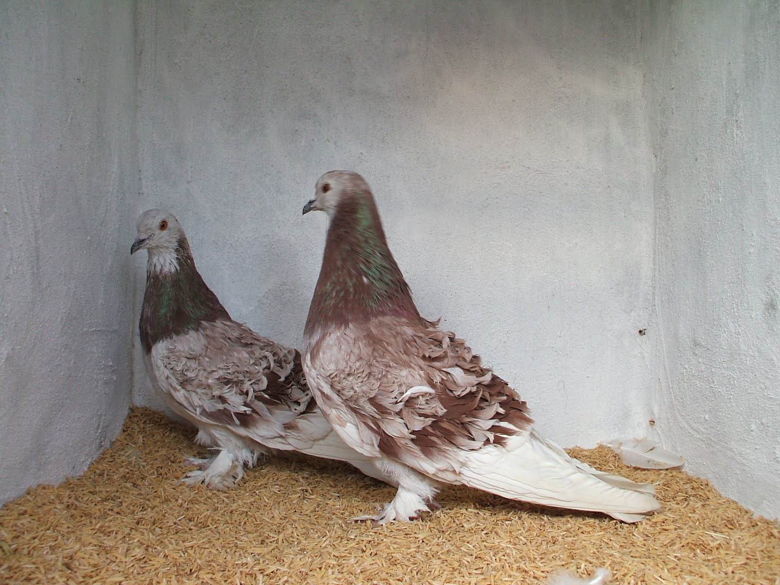AVES DE RAZA: PALOMAS