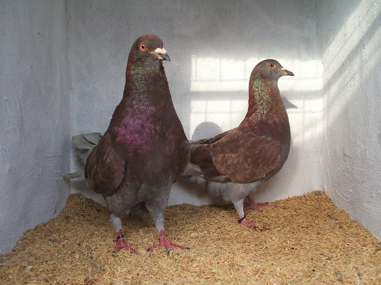 AVES DE RAZA: PALOMAS