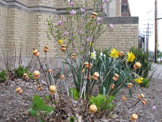 avp: Candy Bushes