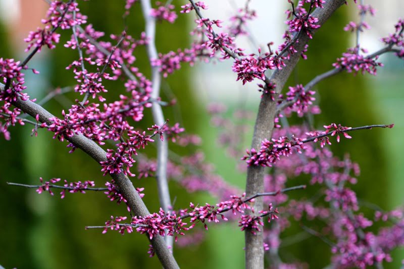 The 'Forest Pansy' Redbud Tree