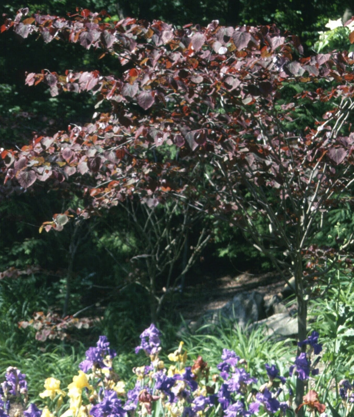 The 'Forest Pansy' Redbud Tree