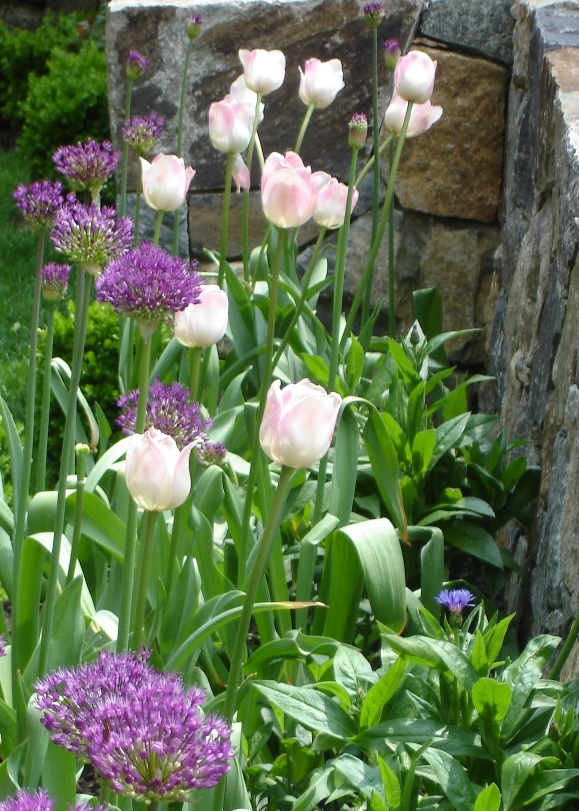 My Favorite Tulip, blooming now.....