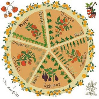 Grow a Pizza Garden this year