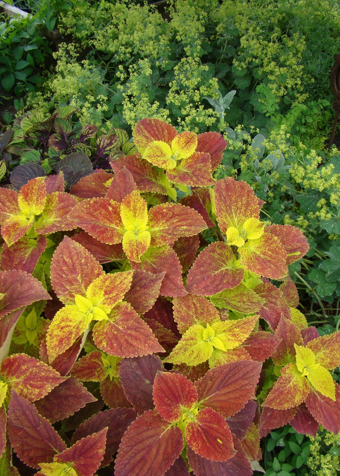 A Reliable Stunner : Coleus