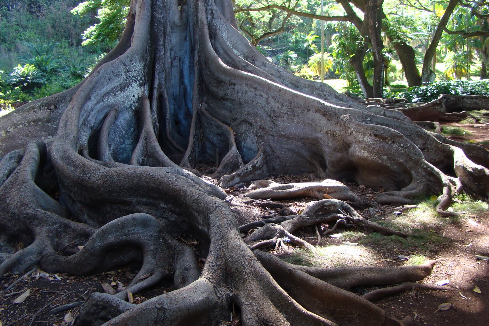 National Tropical Botanical Garden - Kauai
