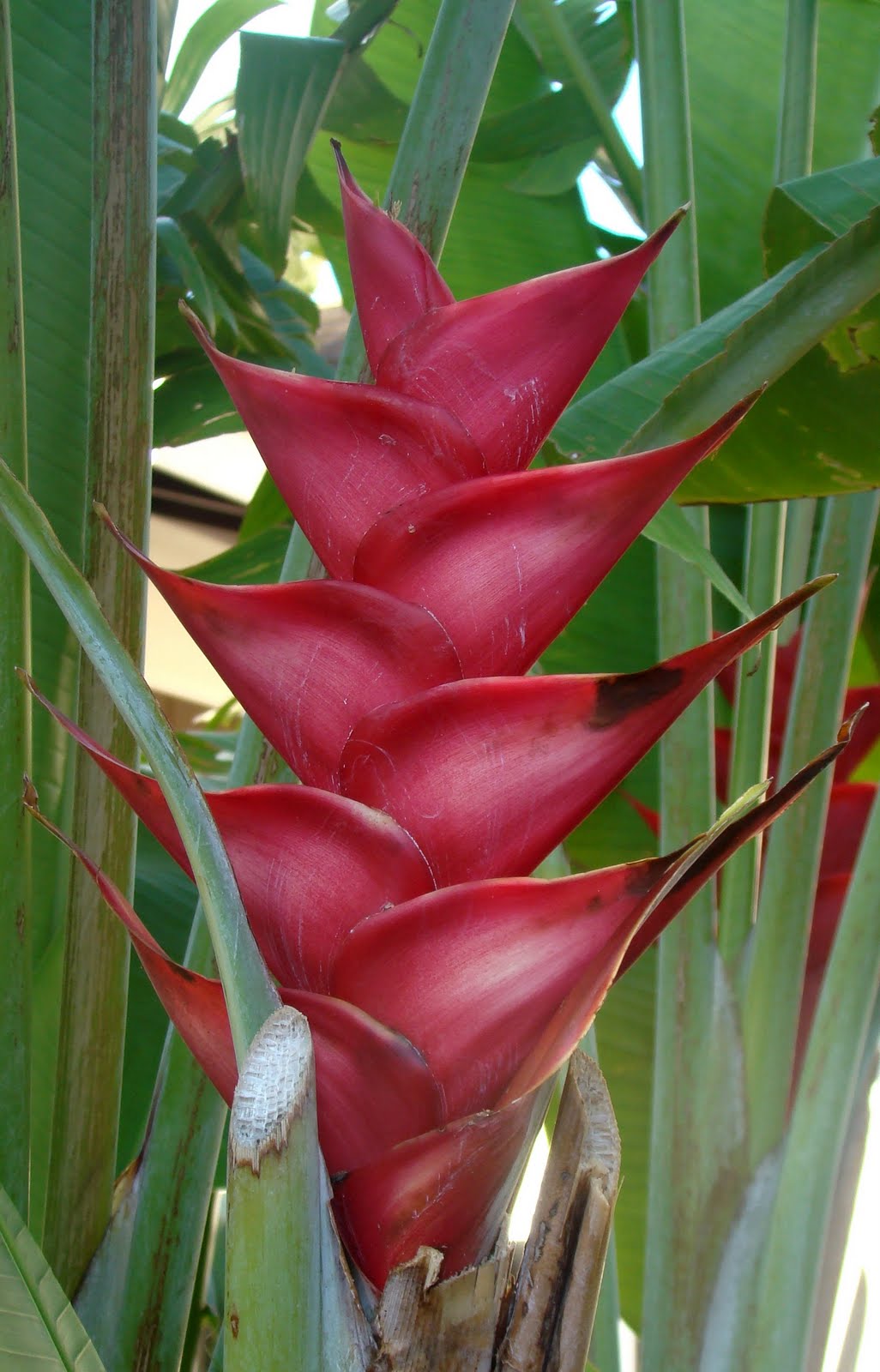 The Flowers of Hawaii