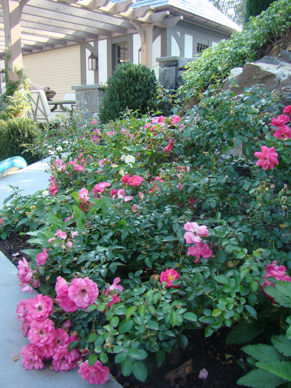 Stachys 'Hummelo' - my fave rave....