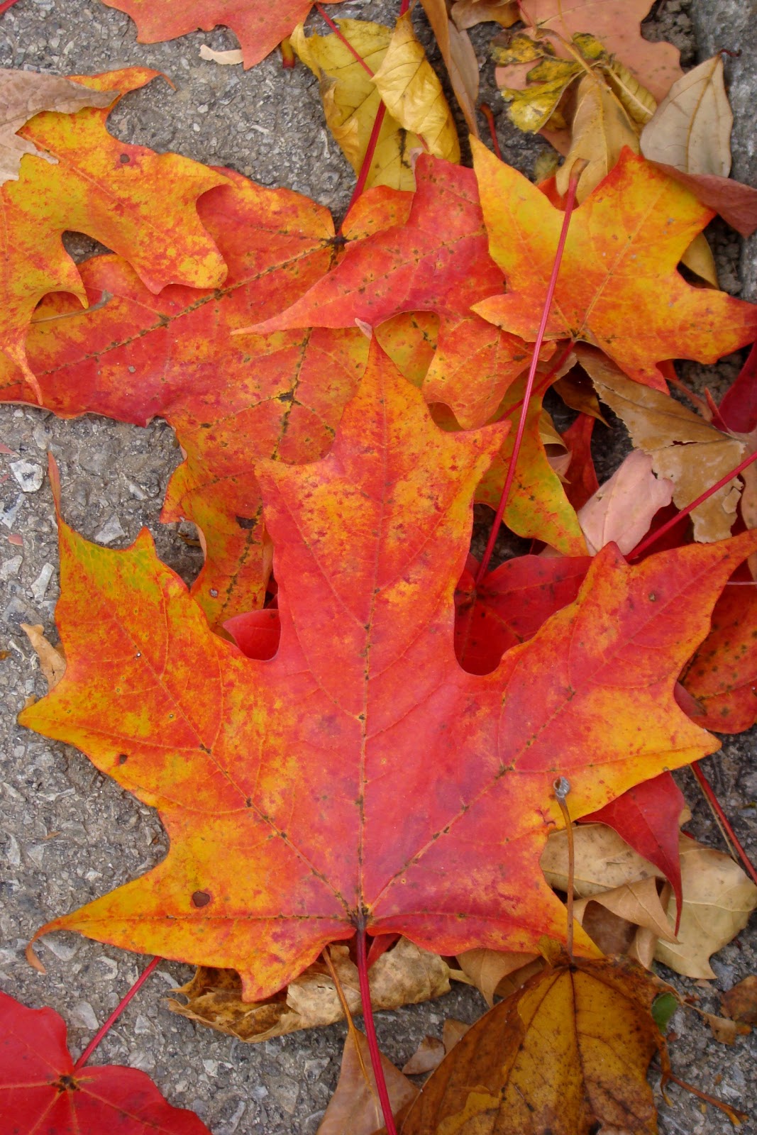 Bravo to October's Trees!