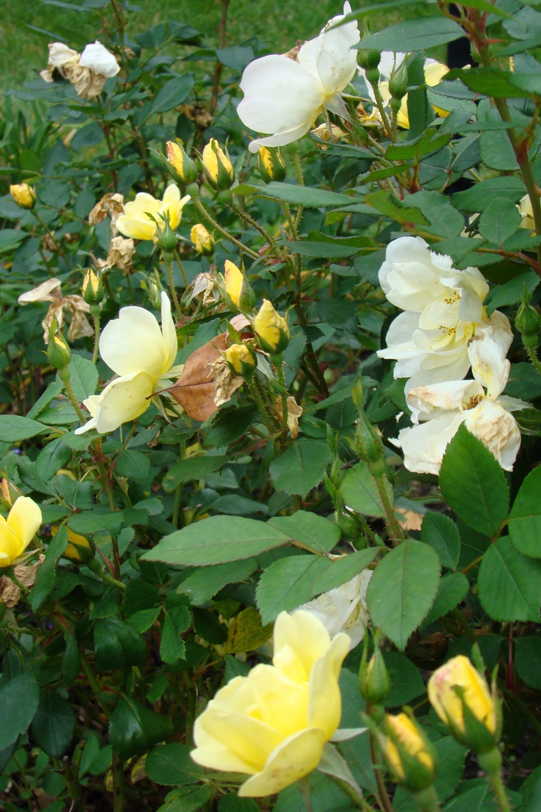 An October Flower Border - Fall Garden Inspiration