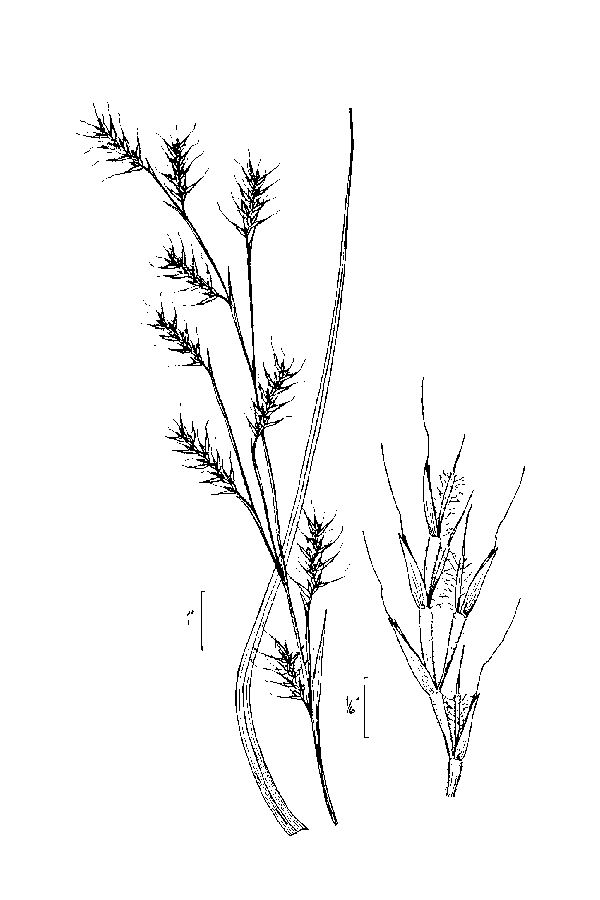 Singing the Praises of the tough but beautiful Little Bluestem