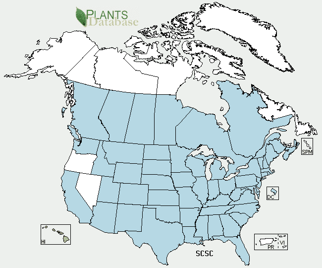 A Great, Native Grass for Your Garden - Little Bluestem