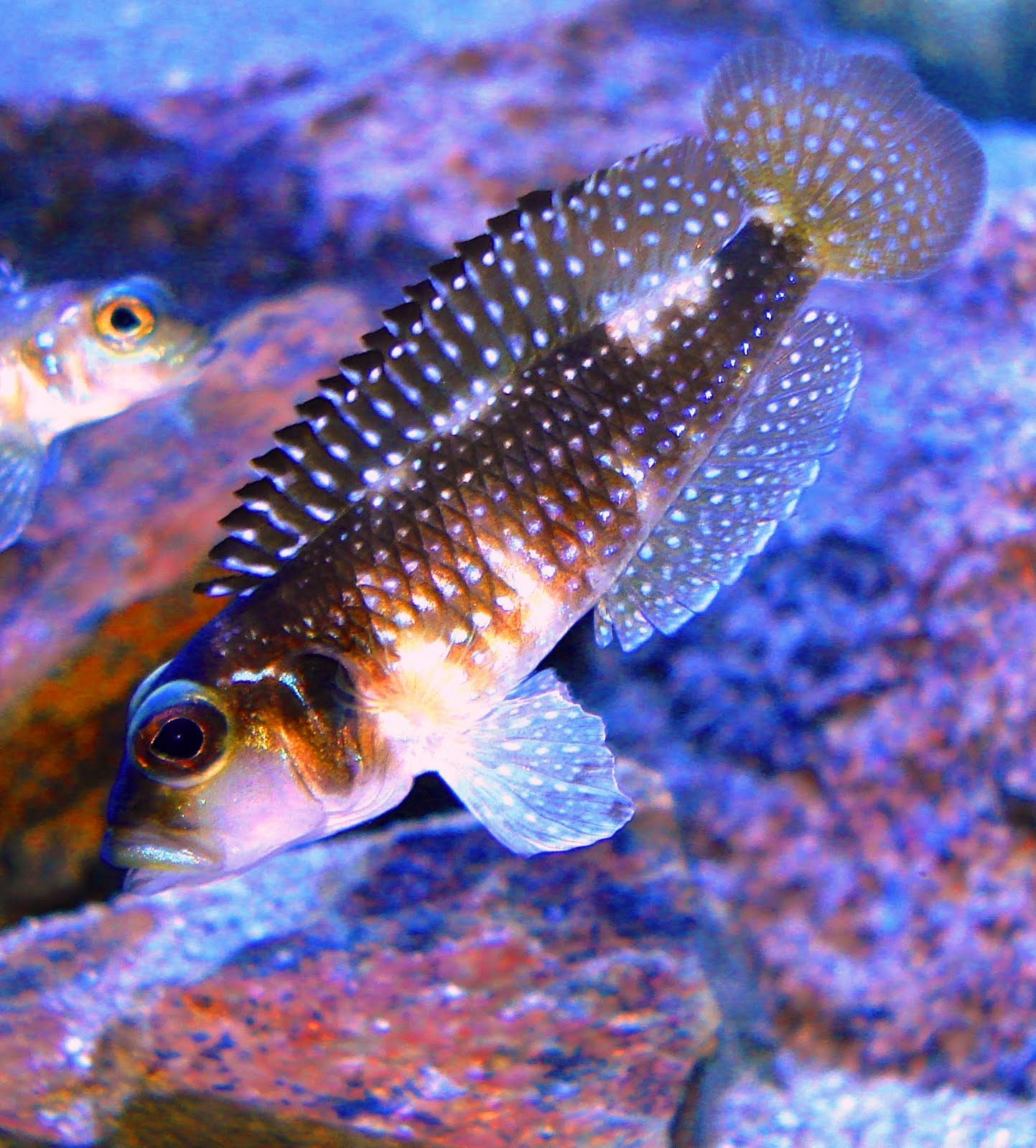 Magazine: Ciclidos conchicolas (1ª Parte)