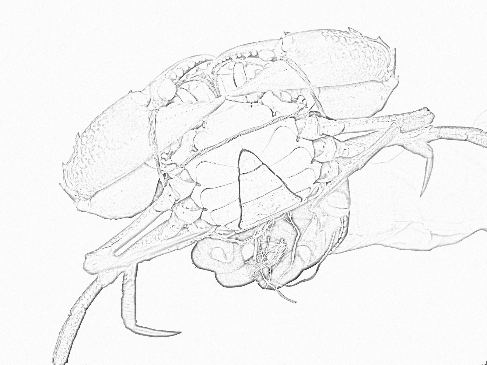 Line Drawing Of A Crab Crab Line Drawing - 20yearsandout
