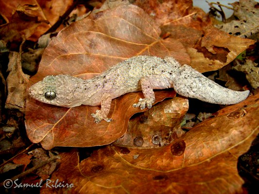 Anfíbios e Répteis do Brasil: Hemidactylus brasilianus (Amaral, 1935)