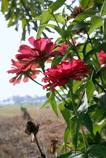 Toko Online Ainul Ghurri 07621055 Pagi: Bunga Kembang Kertas