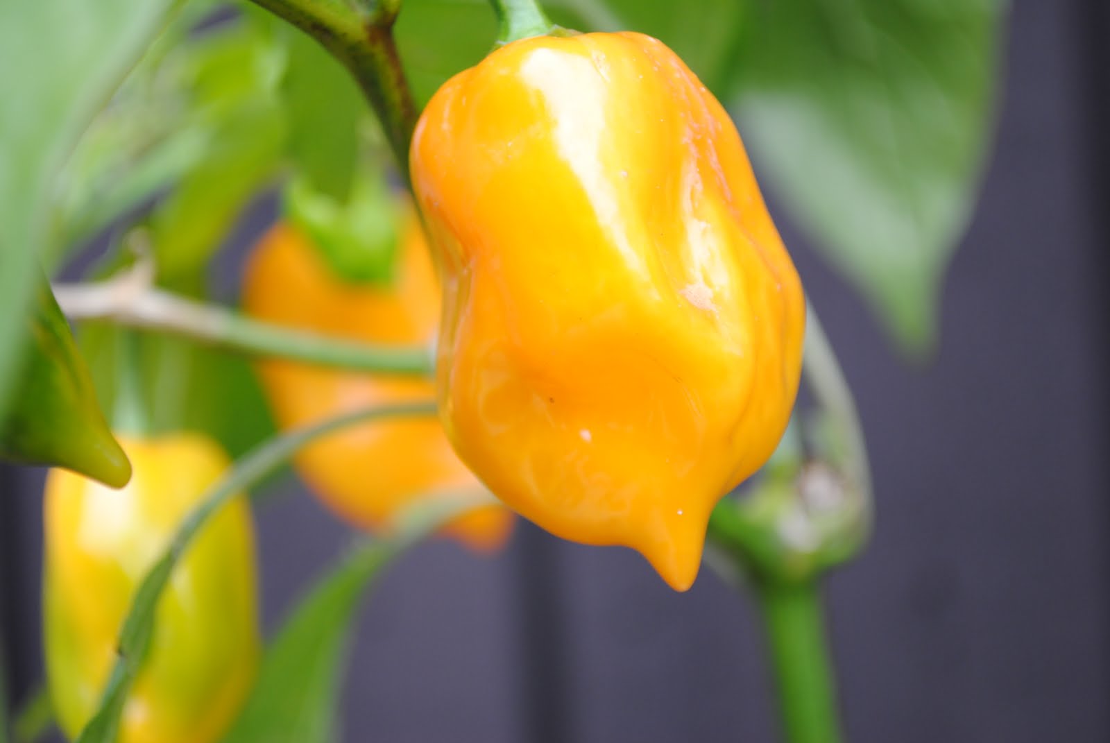 Pepper Permanto: Presenting peppers