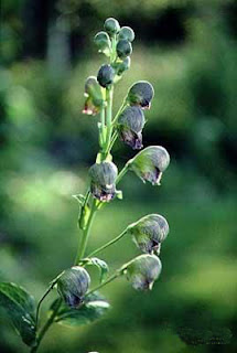 Atees or Ativisha | INDIAN AYURVEDA HERBS