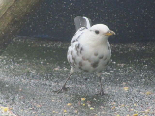 Witterings: The White Blackbird