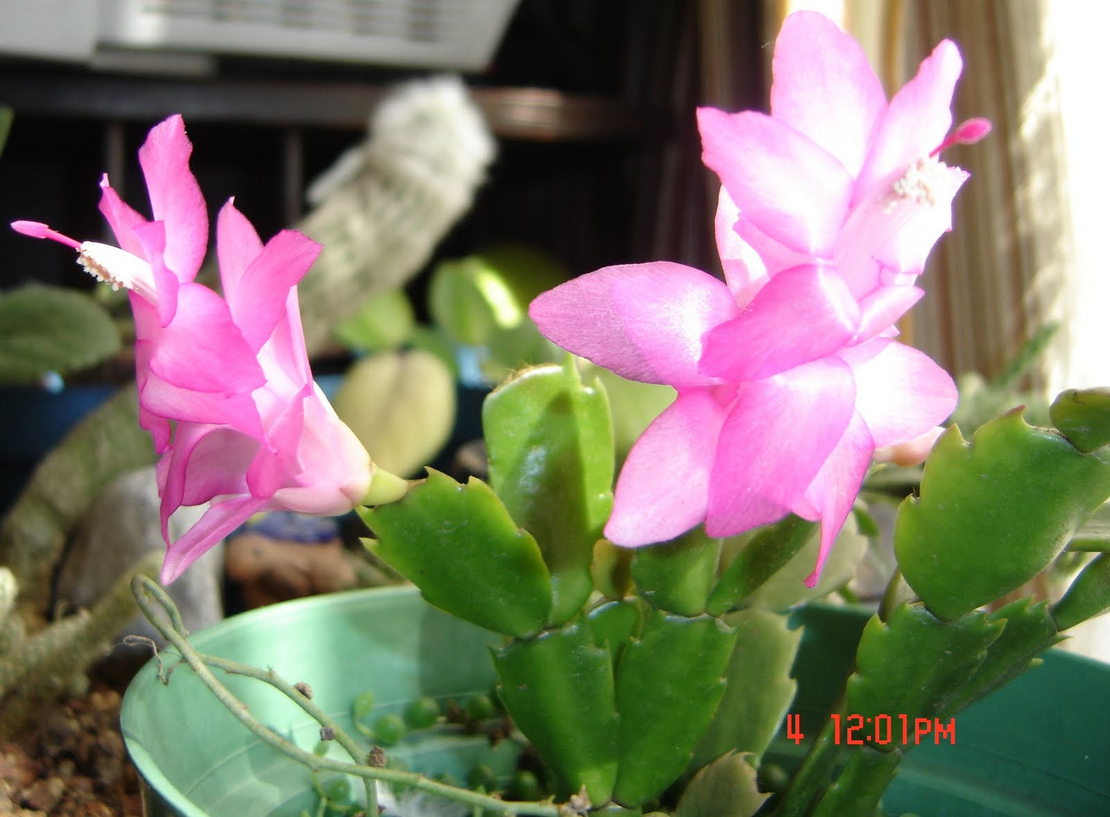 Mi Jardin.: Schlumbergera