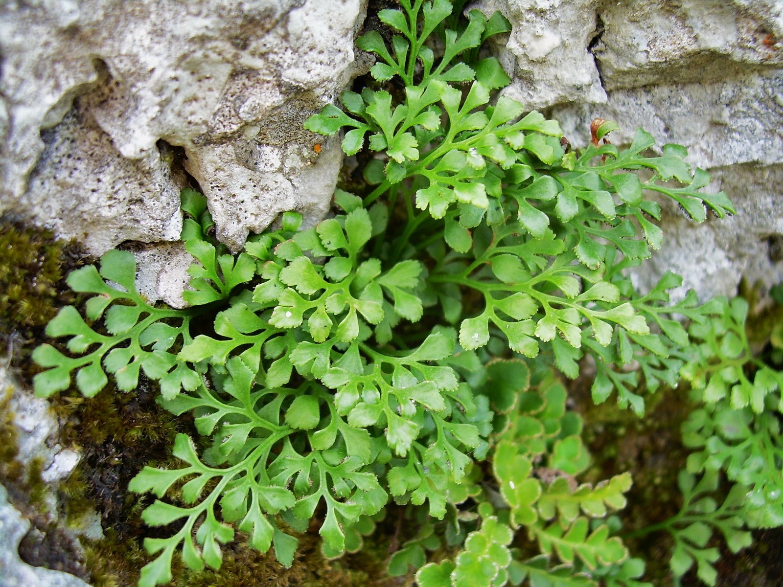 Asplenium ruta-muraria L.