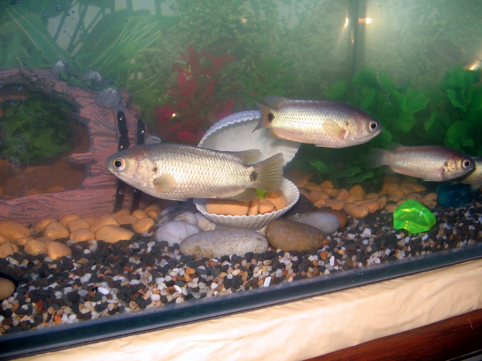 ..:ulaumelengkauataspagau:..: ikan betok........