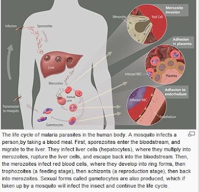 Malaria : Pathogenesis - Malaria