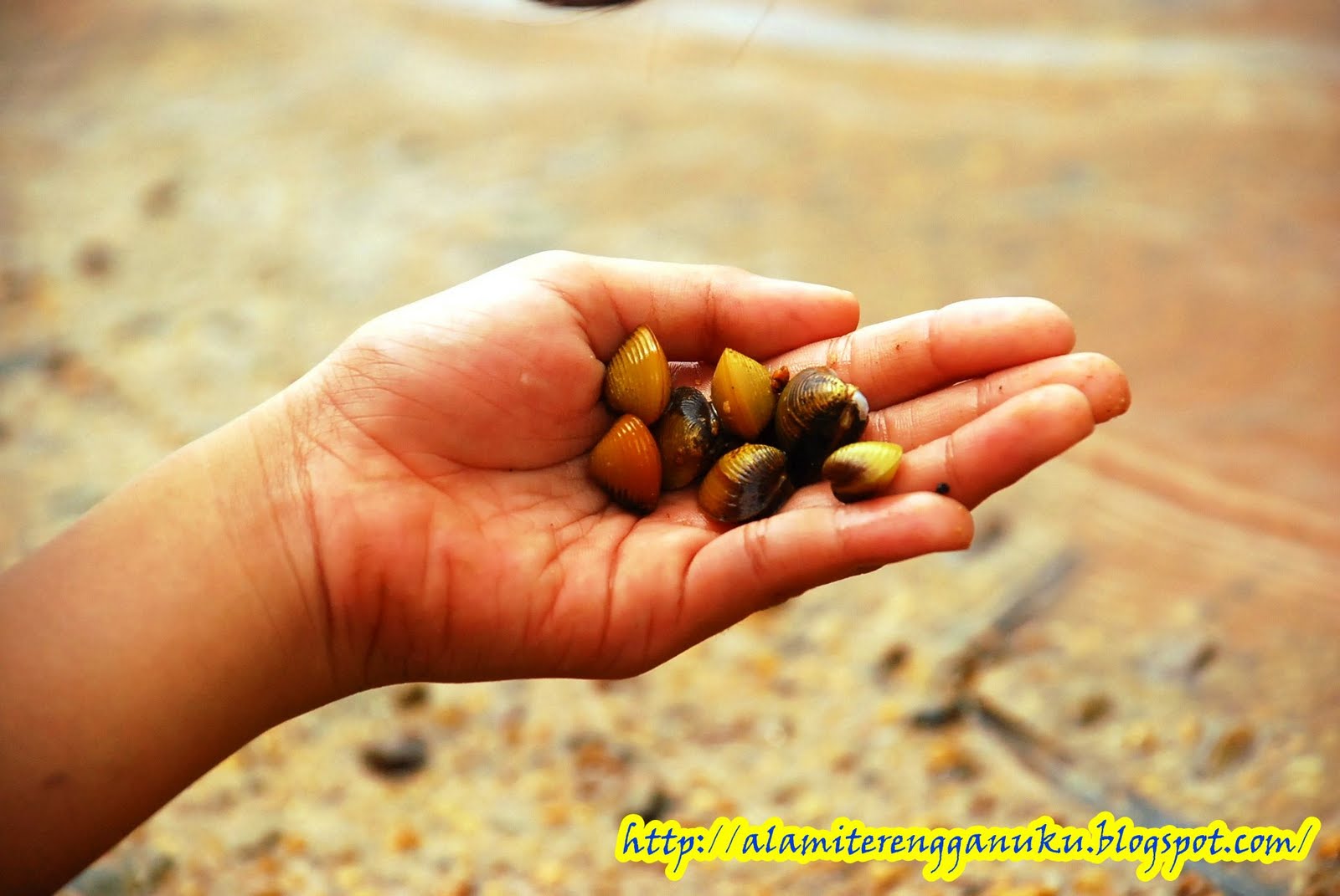 Alami Terengganu: Etok-Etok (Etak)