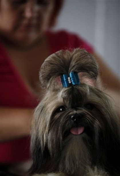 Gaspar, El Lugareño: perros finos habaneros