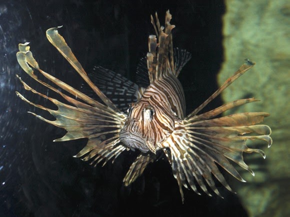 Gaspar, El Lugareño: El (pez) león menos fiero que la claria ...