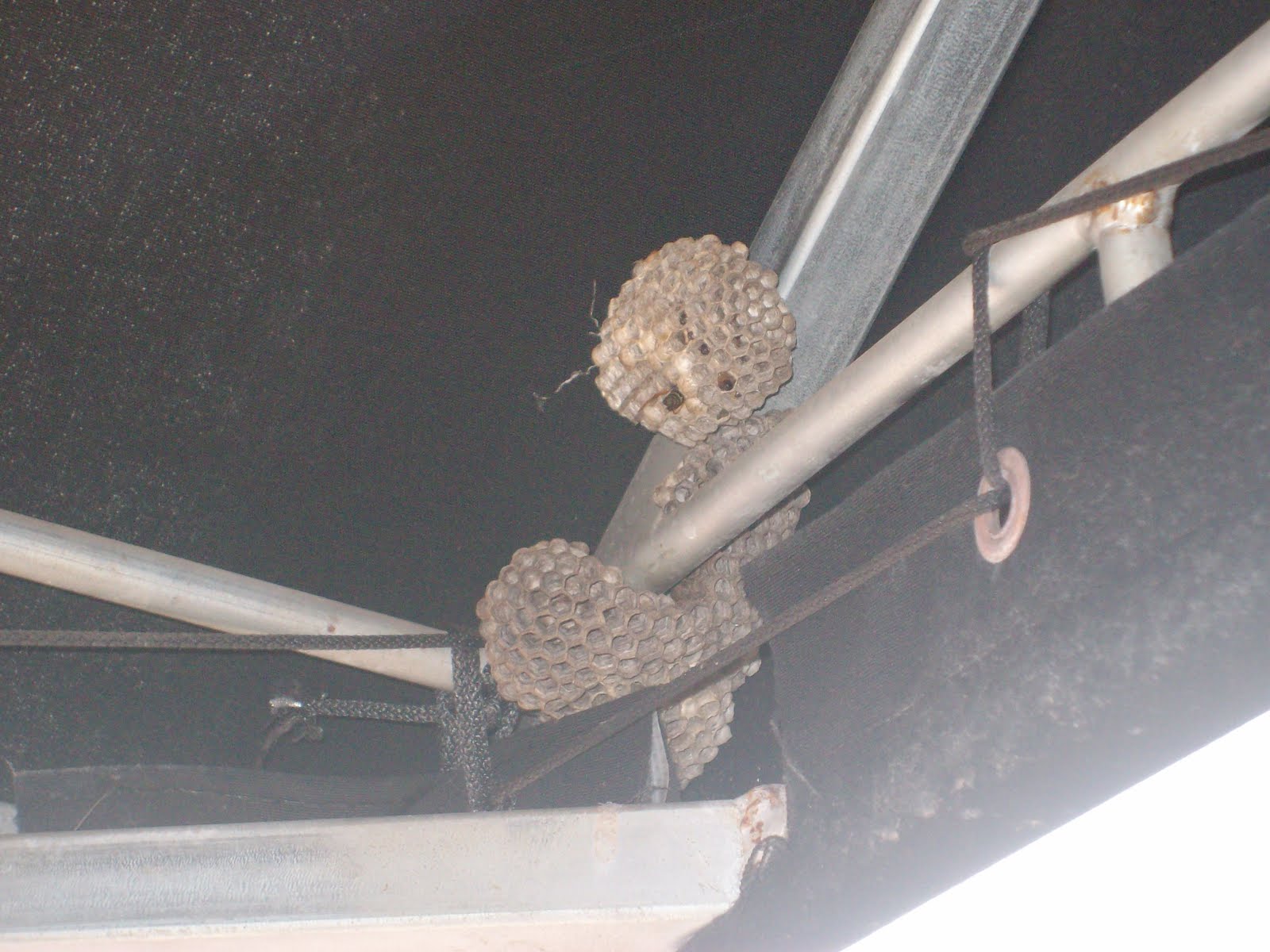 The Sons of Liberty: Wasps - Good or Bad For Baseball?