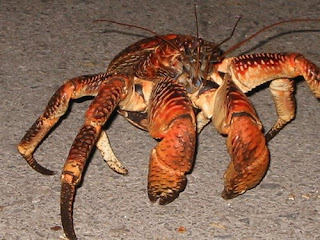 Enabled JunB: Tatusan Festival, Caluya, Antique, Philippines