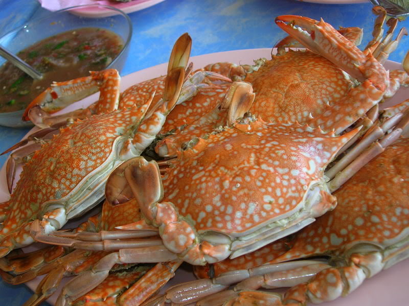Tentang Hidup: Ketam Oh Ketam