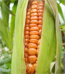 Environment News Ghana: ‘Orange’ Maize a Good Source of Vitamin A ...