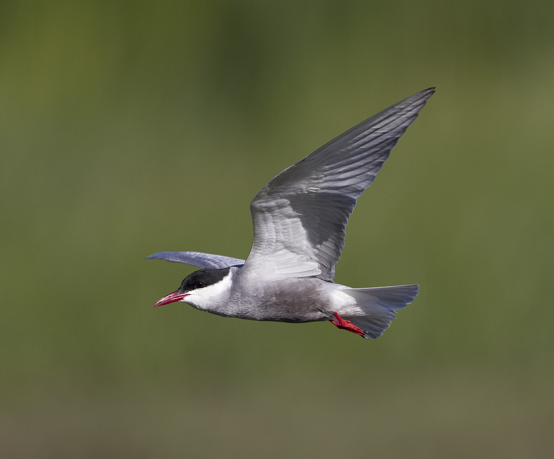 pewit: a few Whiskered Terns