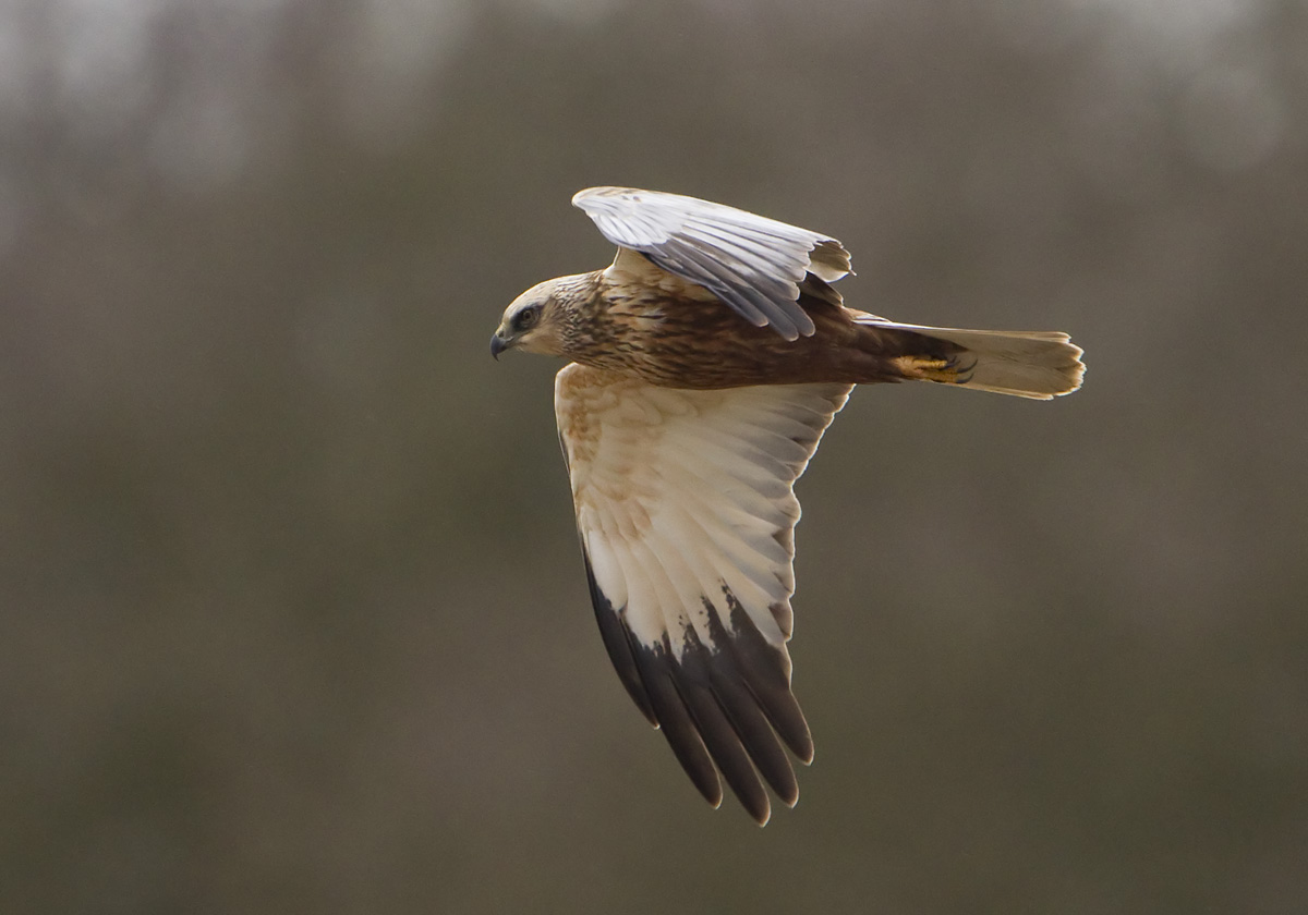 Zoological nomenclature: Hen harrier