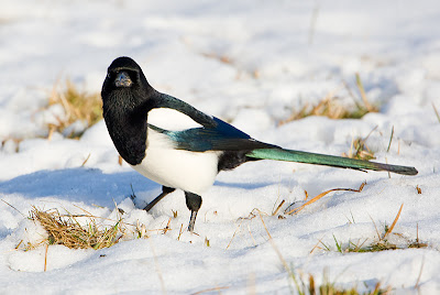 pewit: Black-billed Magpie in snow