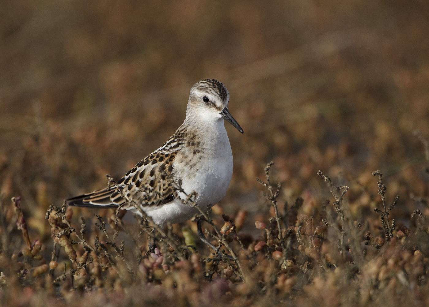 pewit: juvenile Little Stint