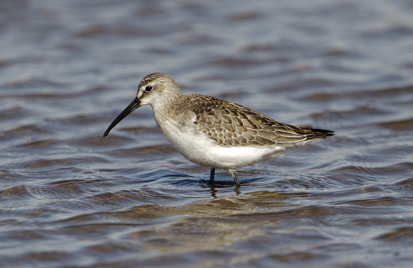 pewit: juvenile Curlew Sandpiper and Dunlin