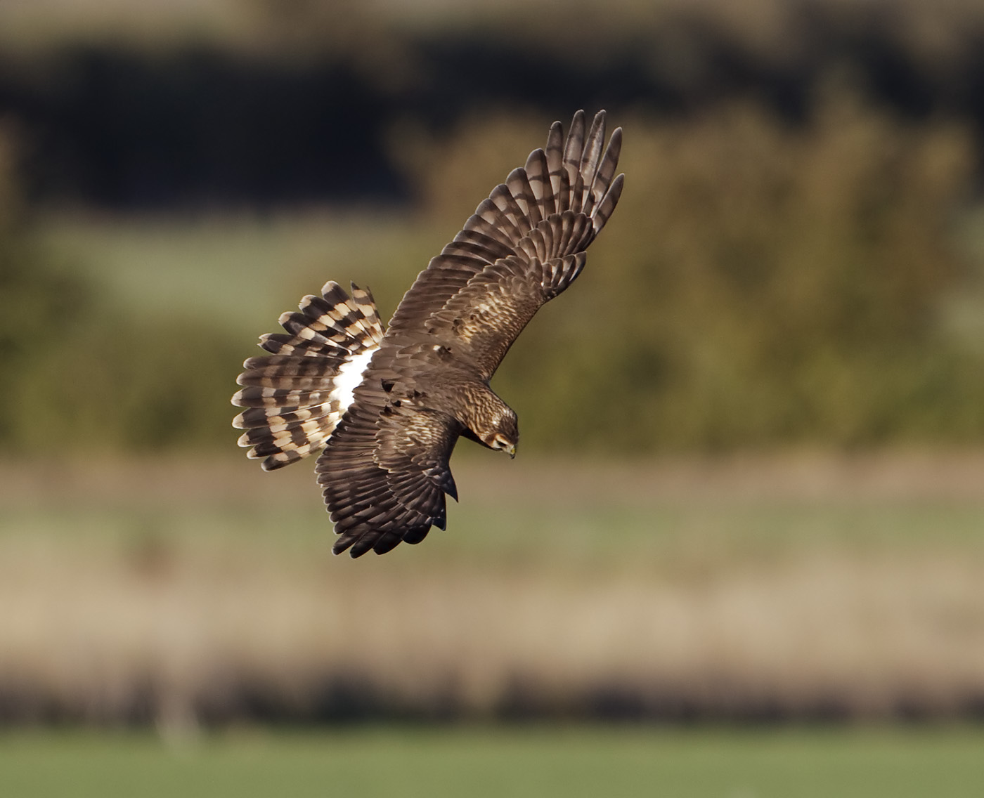 pewit: Hen Harrier