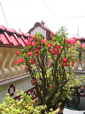 soul melody: My mum's creation; Desert Rose= Fu Gui Hua= 富贵花