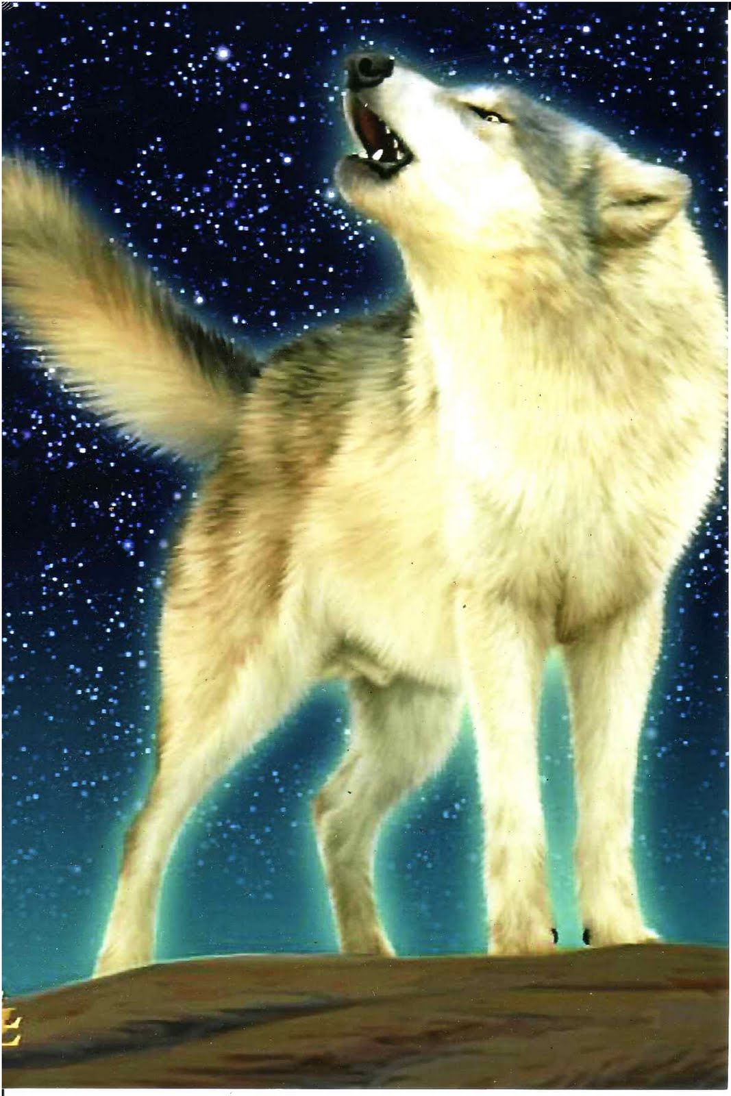 Lobos bonitos - Imagui