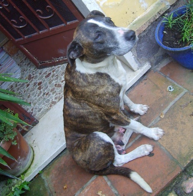 CUOREDICANE: MAMMA INCROCIO MOLOSSO E 5 SPLENDIDI CUCCIOLI URGENTISSIMI ...