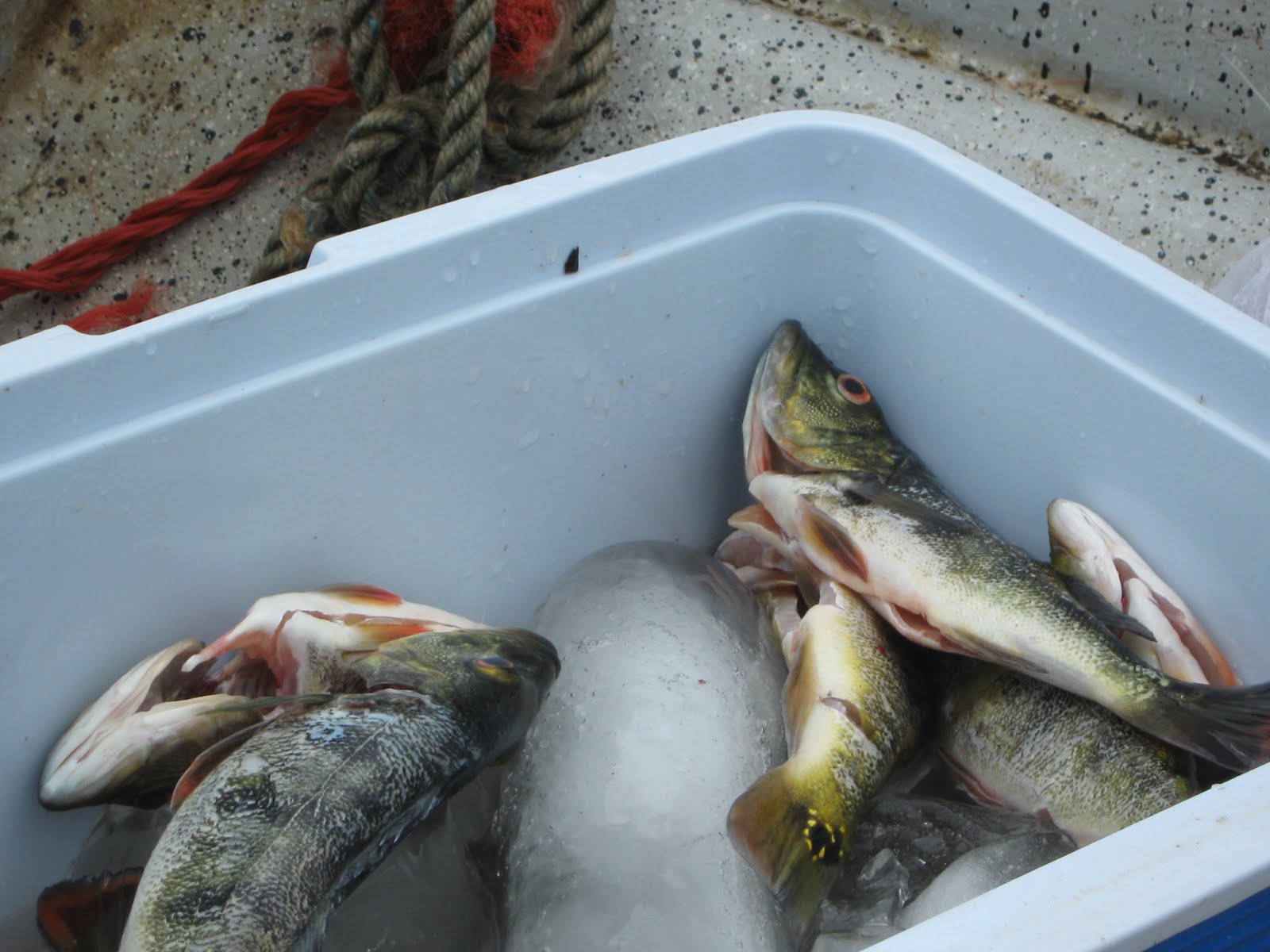 PANAMA FISHING IN THE LAKE GATUN: PESCA EN COLON 2010 IV