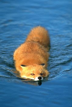 The Red Fox: Water Running Works